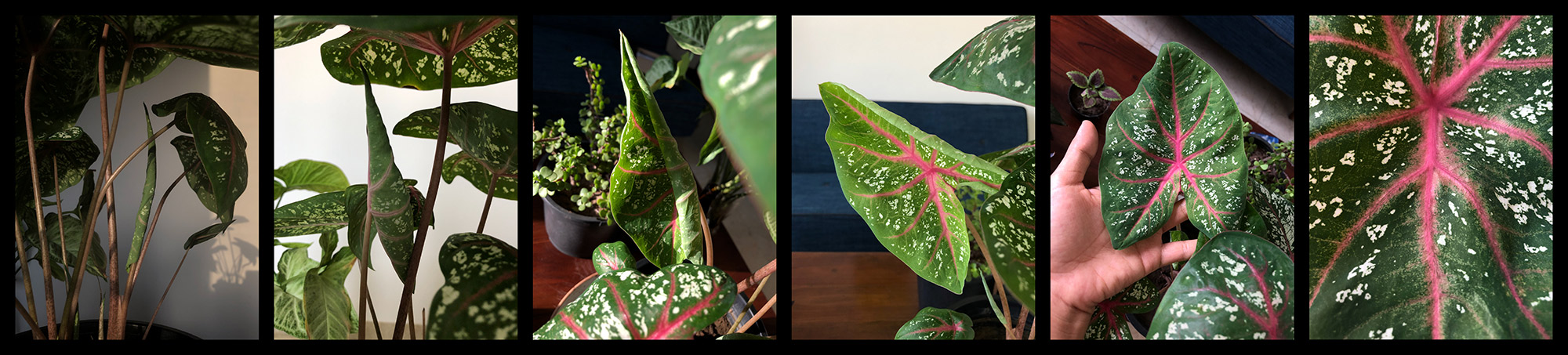 I Brought Home a New Plant: Menty, New Delhi - Paper Planes